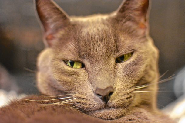 David Teie’s Music for Cats (reviewed by an Advo-cat)