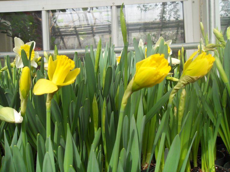 Coming Soon: 'Fields of Flowers' at the Smith College Bulb Show