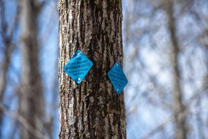 Tree marked with state forest boundary tag on Wickett Pond Road in ...